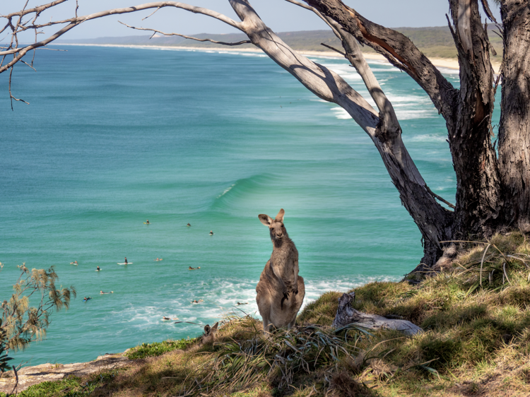Discover 11 Unique Australian Animals You Won't Believe Exist - Aussie Nest