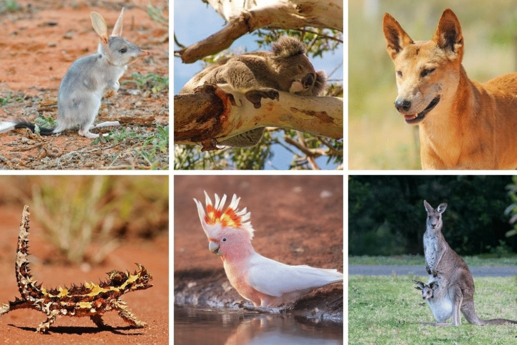 Discover 11 Unique Australian Animals You Won't Believe Exist - Aussie Nest