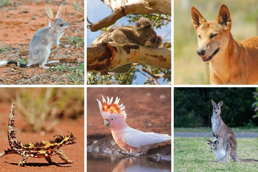 Discover 11 Unique Australian Animals You Won't Believe Exist - Aussie Nest